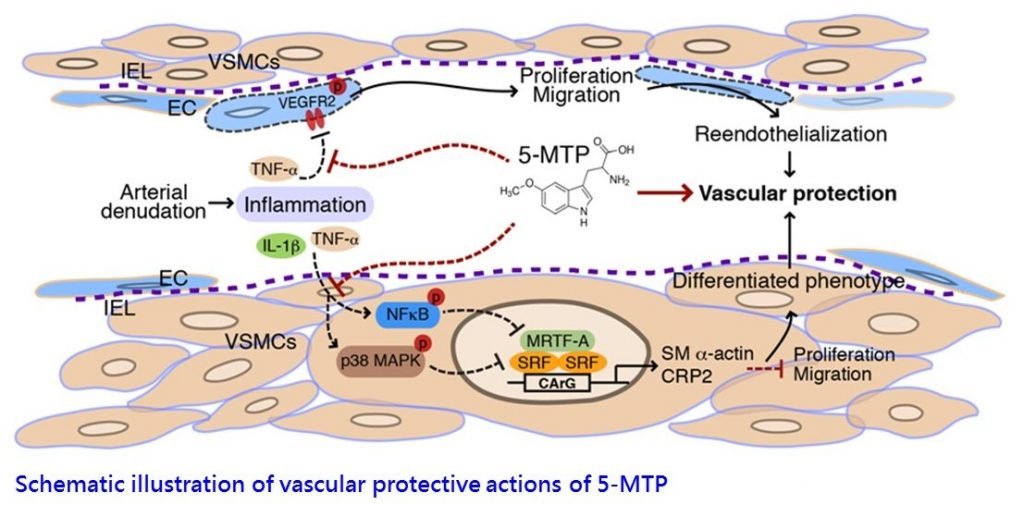 5-MTP ameliorates arterial denudation-induced intimal hyperplasia via ...