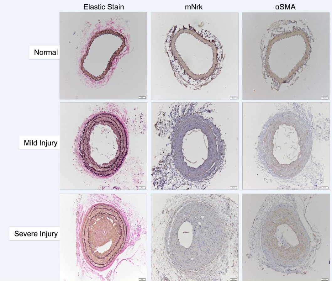 圖1 – NHRI Communications